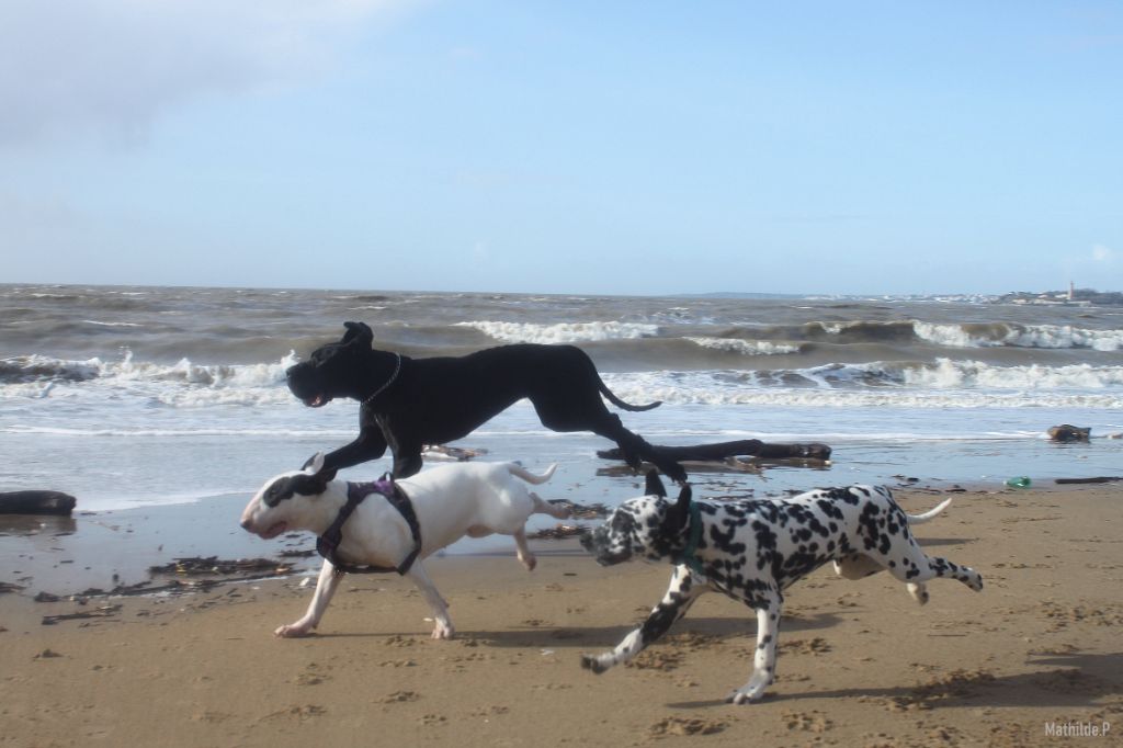 Accueil - Elevage - eleveur de bull terrier